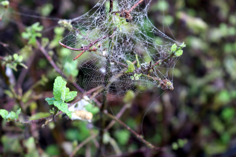 Patterns of Spider Web with Dew Drops Shining on Its Silken Threads ...