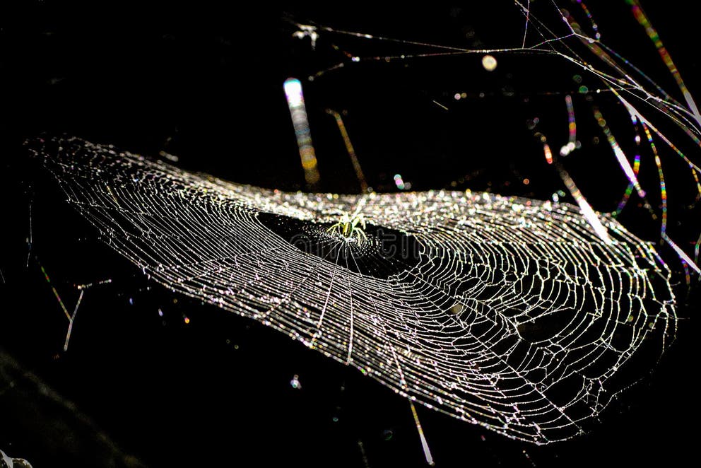 Spider Web with a Splash of Sunlight Stock Image - Image of trap ...