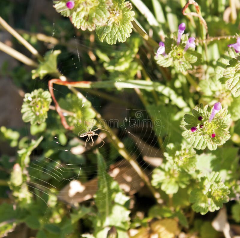 Spider in Web with Spring Flowers Stock Photo - Image of trap, work ...