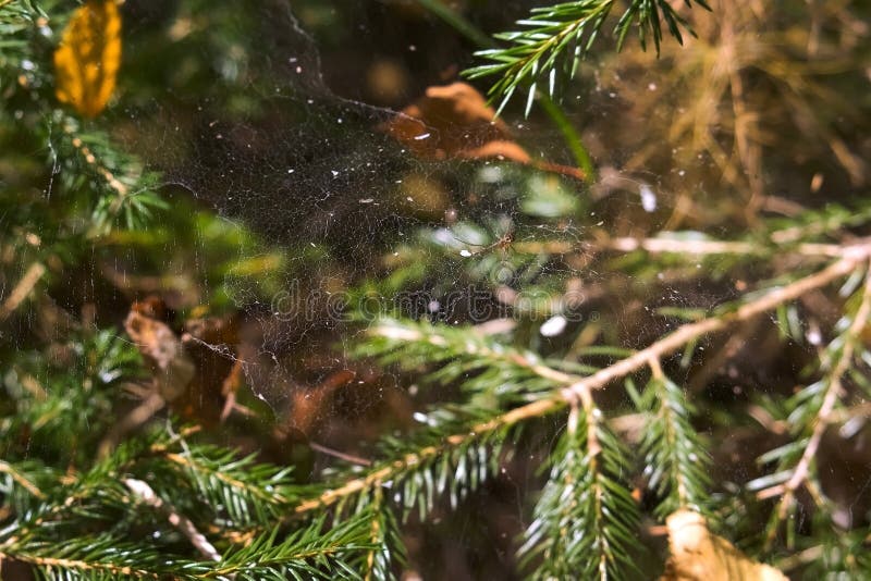 Spider on Web among Spruce Branches in Forest, Closeup Macro View ...