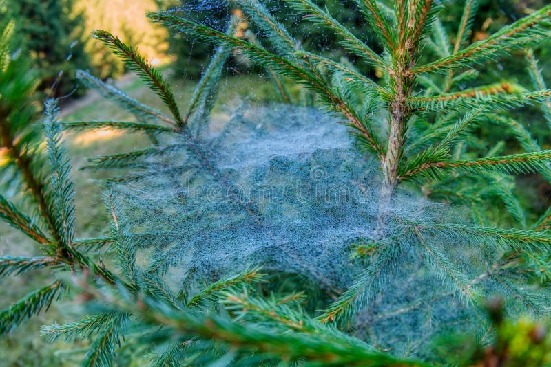 Spider Web on Spruce Branches. Stock Photo - Image of spider, rain ...