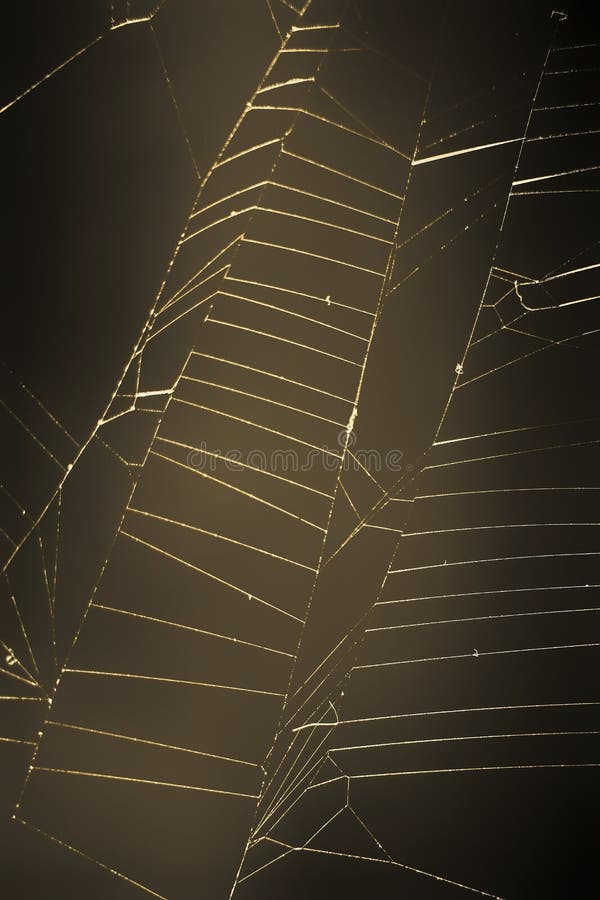 Spider Web on Straight Line Isolated on Brown Background. Unfinished ...