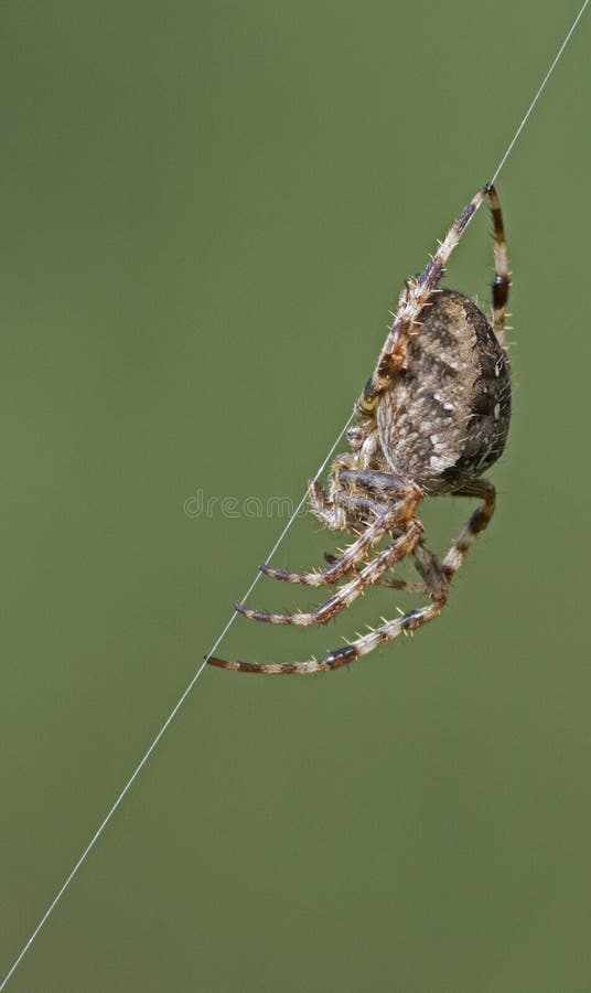 A spider on a web strand stock photo. Image of legs - 101242914