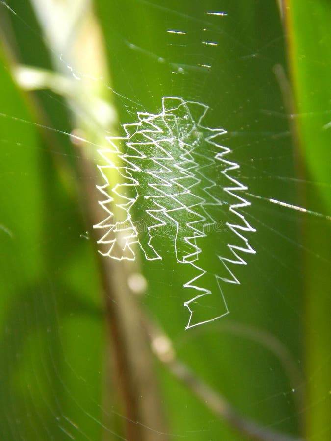 Spider web stock photo. Image of macro, beautiful, thin - 102171800