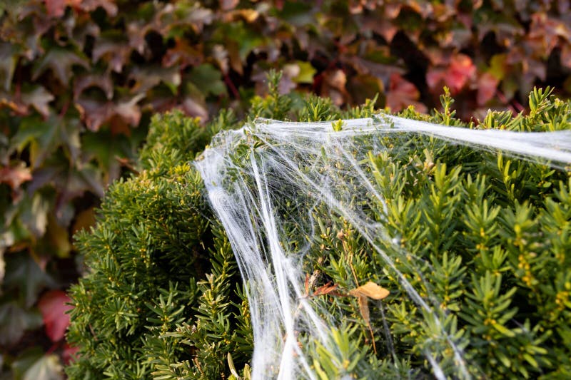 Spider Web Stretched Over Yew Branches - Vibrant Red and Green Foliage ...