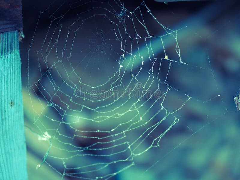 Spider Web Stretched in the Yard Stock Photo - Image of internet, drop ...