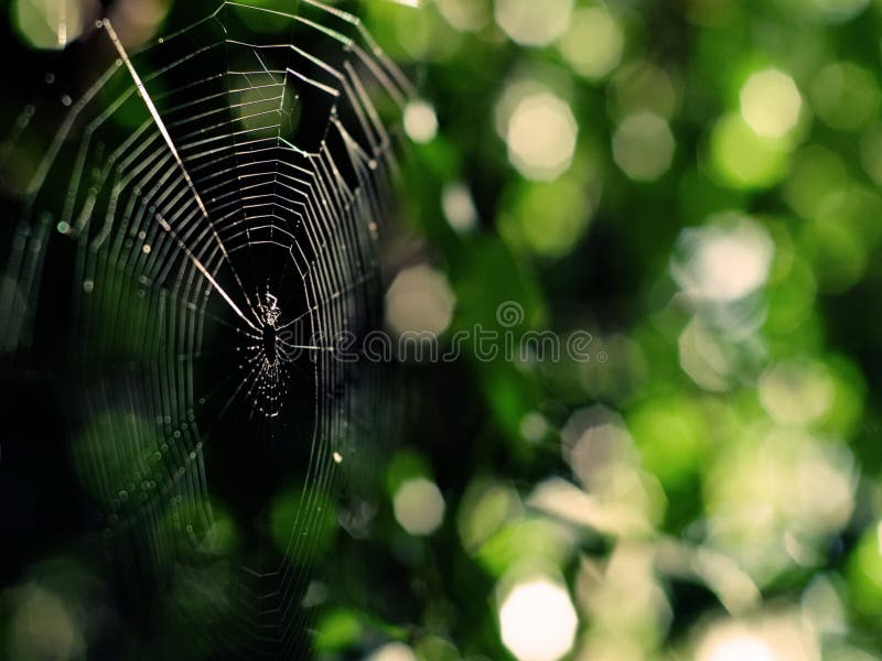 A Spider Web is a Structure Made by Spiders from Protein Tissue, Namely ...