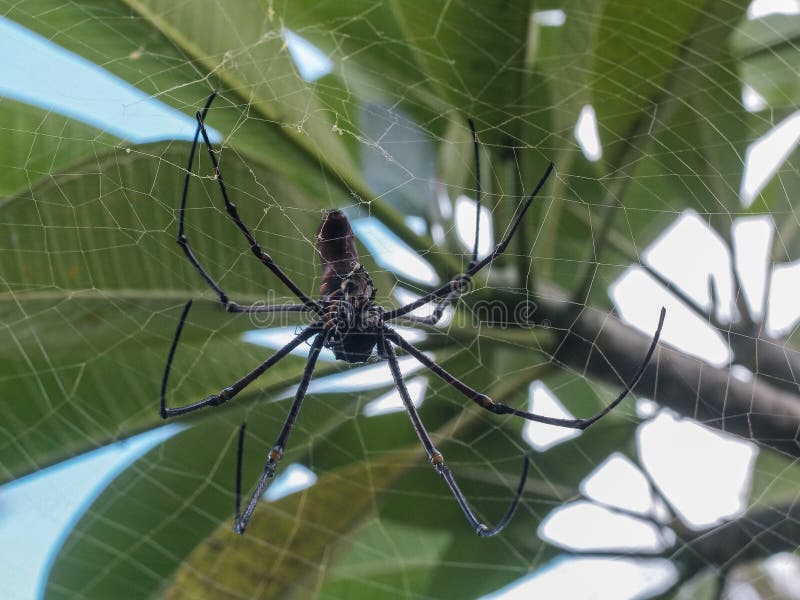 Spider web stuck to tree stock image. Image of green - 226534901