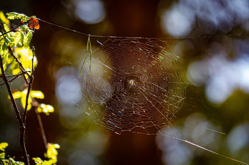 Spider Web in the Summer Forest Stock Image - Image of spring, spider ...