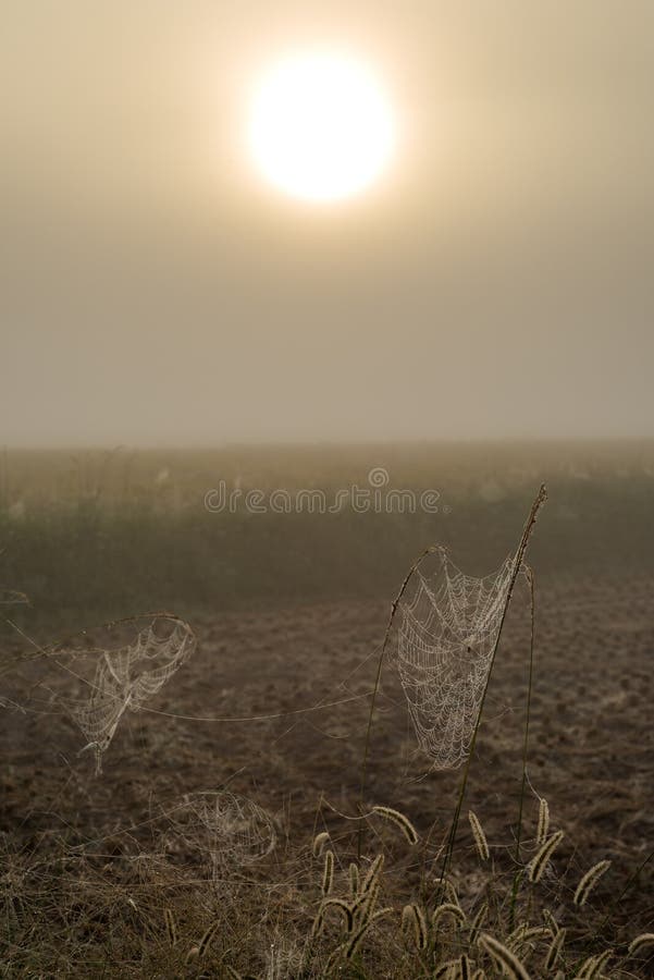 Spider web and sun stock image. Image of water, morning - 177075781