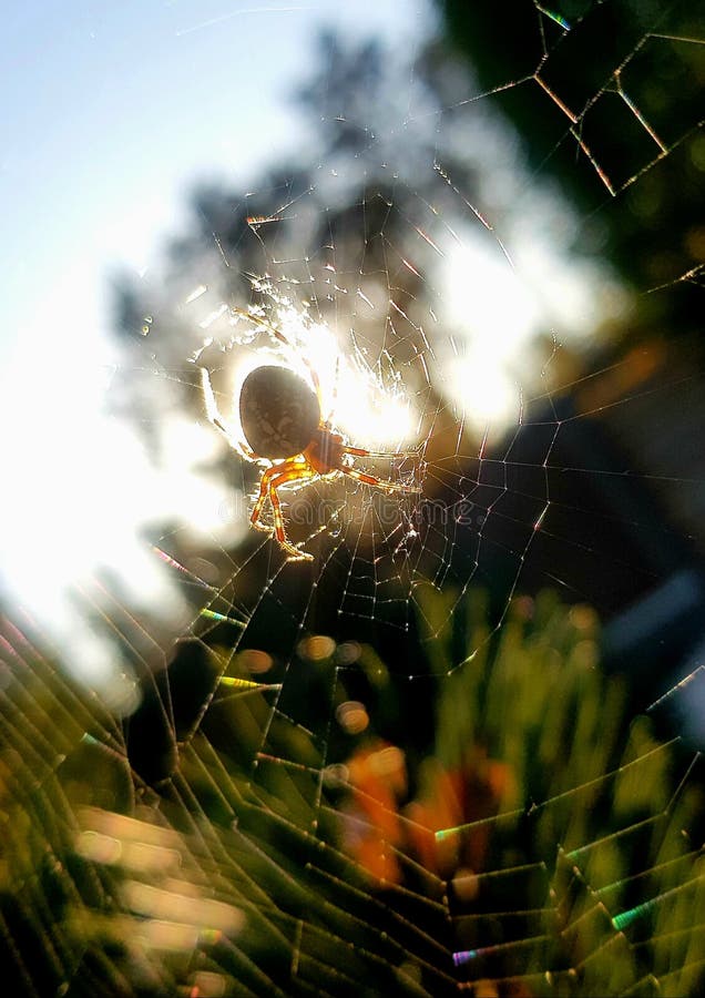 Spider on a Web in the Sunset Stock Photo - Image of water, flower ...