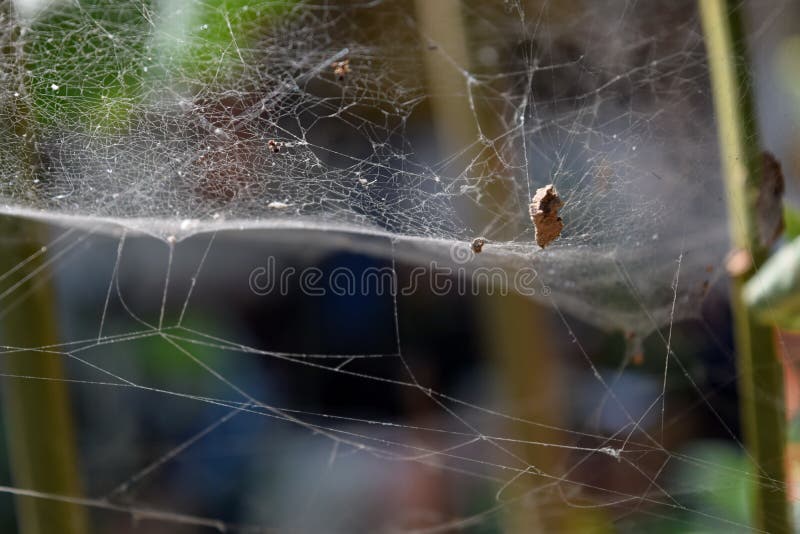 The Spider Web with Sunlight on the Back is a Beautiful Natural Bokeh ...