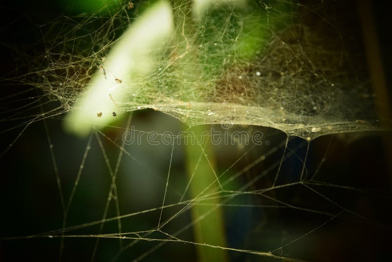 The Spider Web with Sunlight on the Back is a Beautiful Natural Bokeh ...