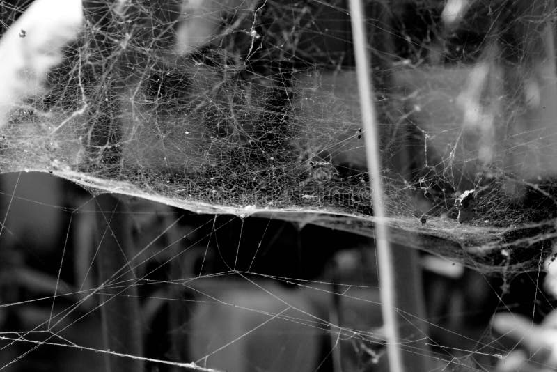 The Spider Web with Sunlight on the Back is a Beautiful Natural Bokeh ...