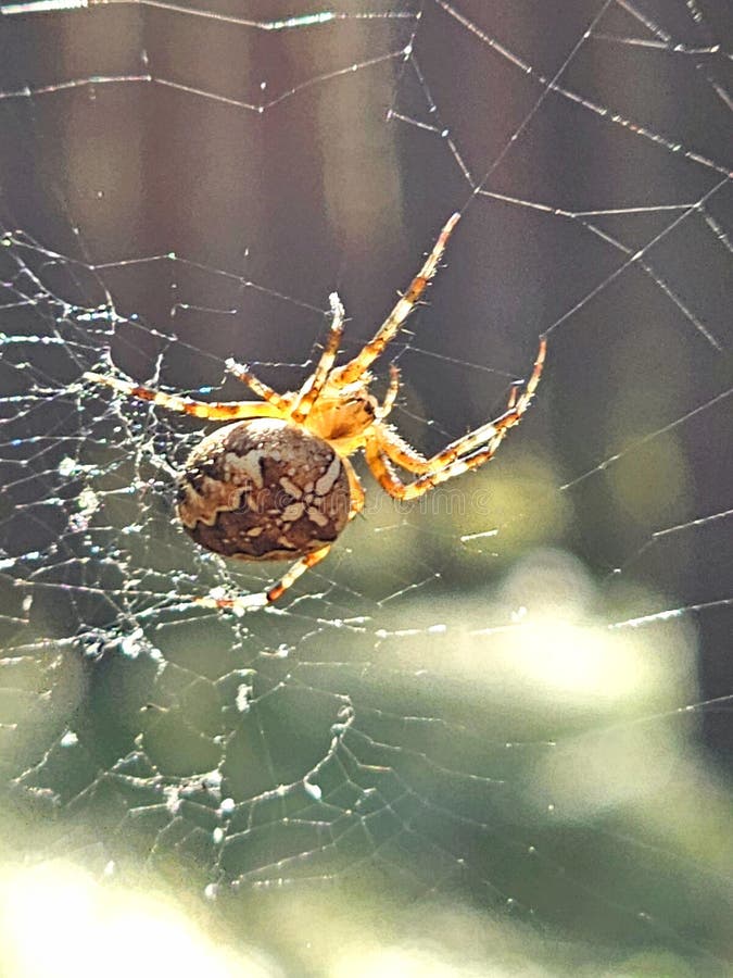 Spider in the Web on a Sunny Day. Stock Photo - Image of closeup ...