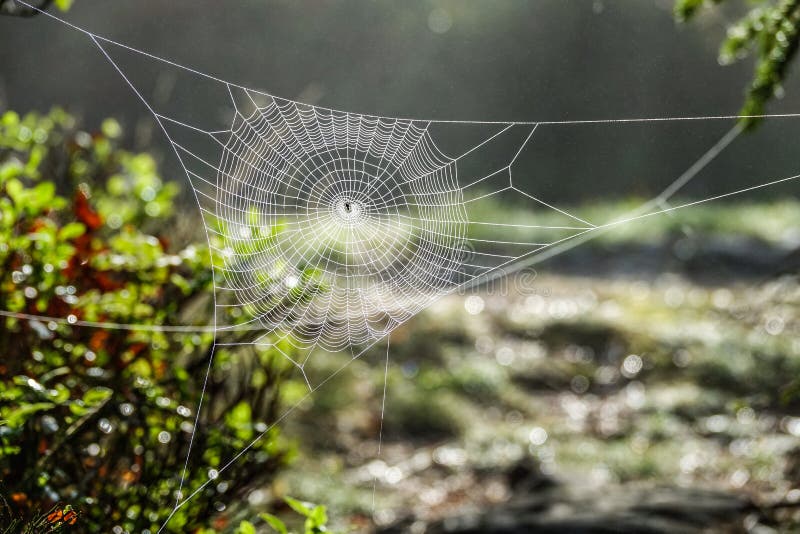 Spider web in sunny forest stock photo. Image of blur - 125908956