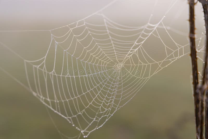 Spider web in sunrise sun stock image. Image of natural - 169736253