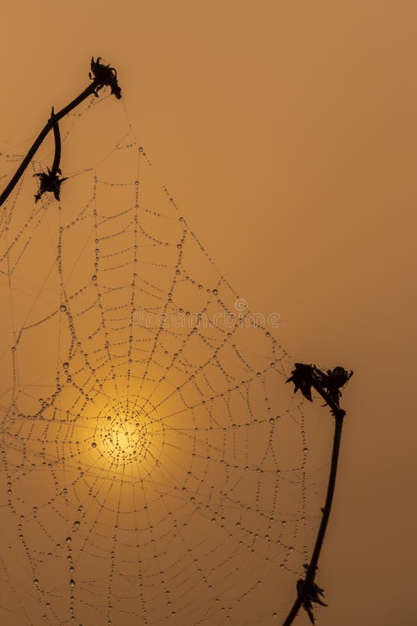 Spider web in sunrise sun stock image. Image of natural - 169736379