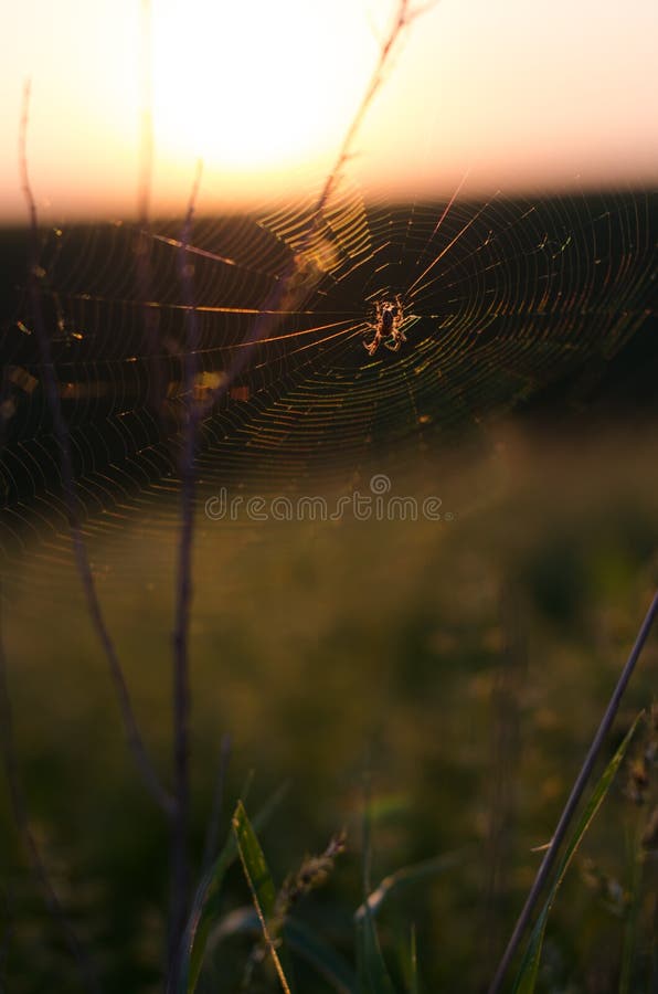 Spider on a web sunset stock photo. Image of macro, bright - 77543906