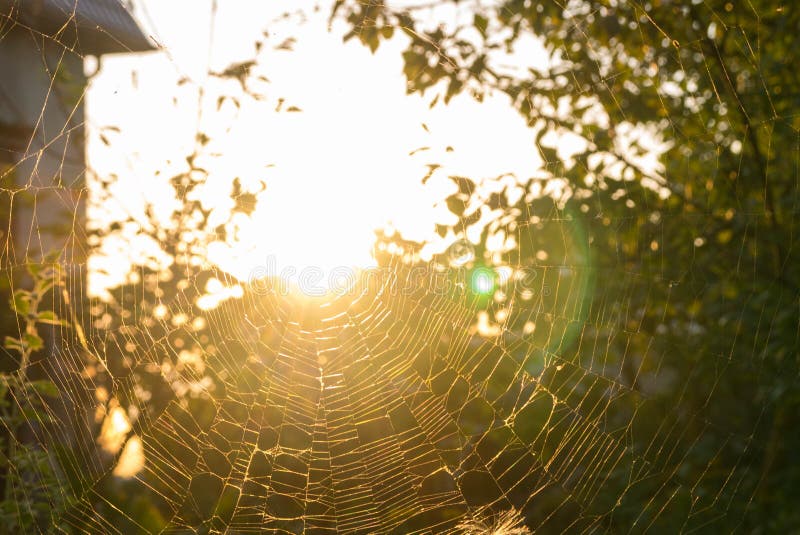 The Spider Web in the Sunset Stock Photo - Image of october, misty ...