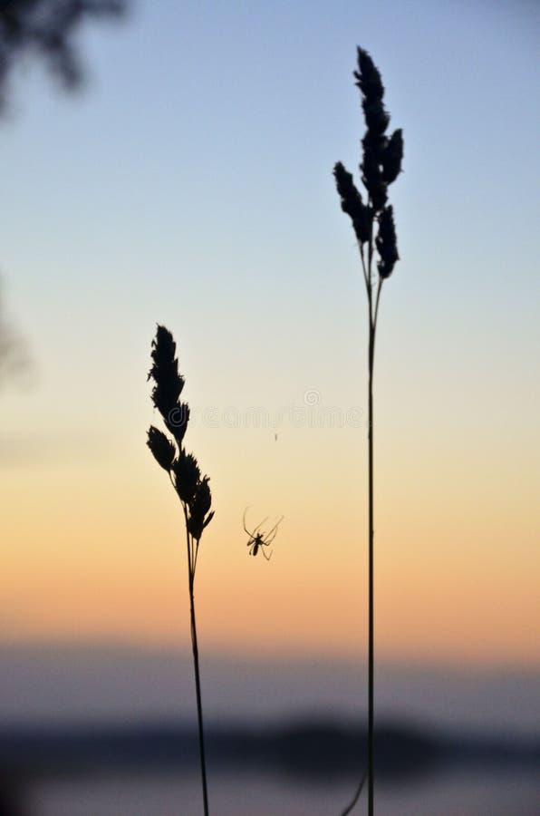 The Spider in the Web in the Sunset Light on the Lake Stock Photo ...