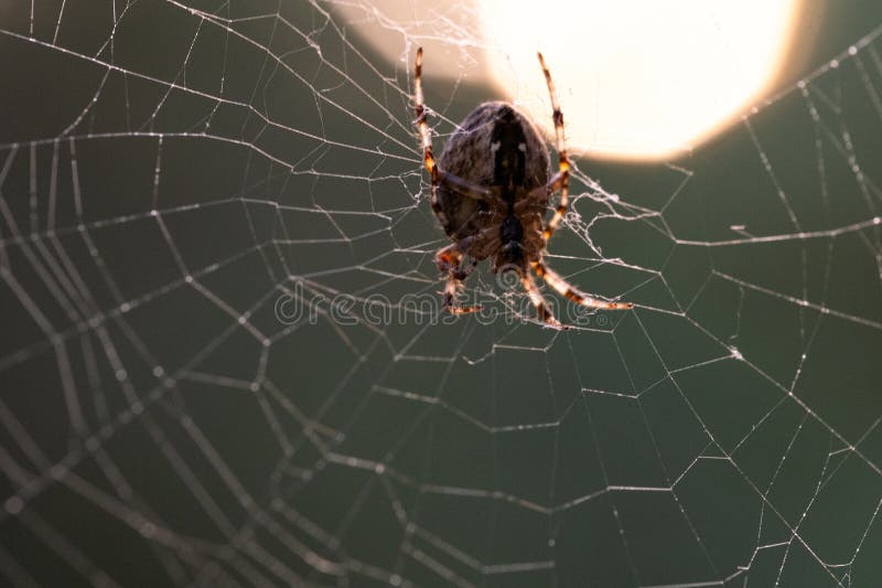 Spider in Web at Sunset. Macro Photography with Small Depth of Field ...
