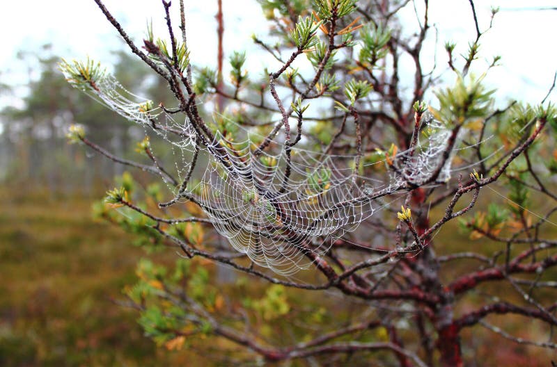 Spider web in swamp stock image. Image of water, swamp - 128220065