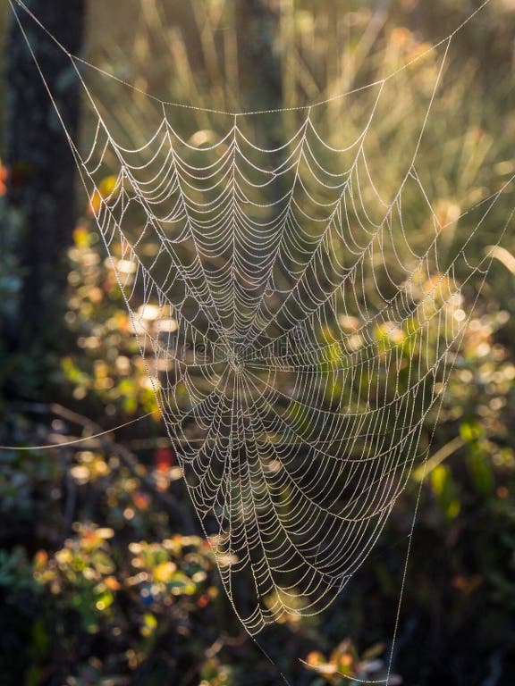 Spider web in the swamp stock image. Image of dawn, wilderness - 155781777