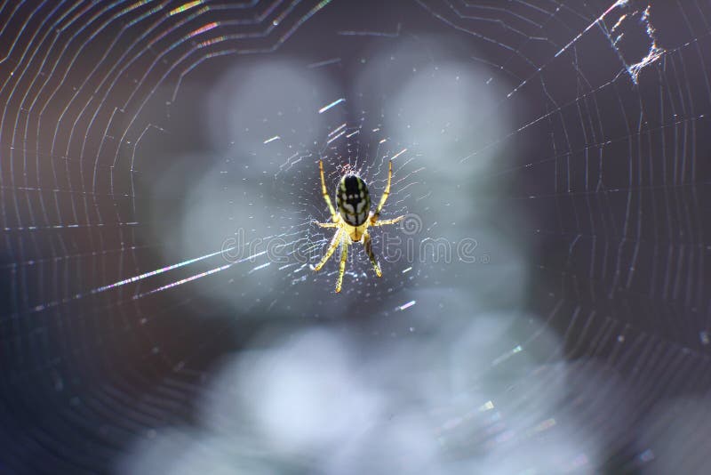 Spider on the Web Swinging in the Wind Stock Image - Image of plant ...