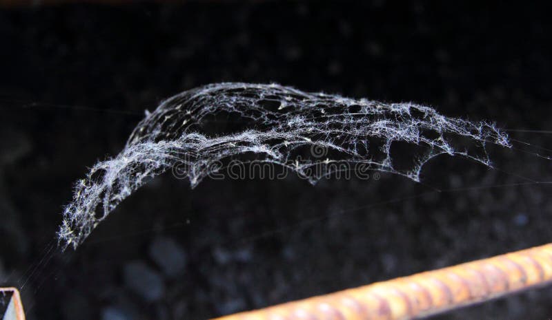 Spider Web Swinging in the Wind Stock Photo - Image of sideward, spider ...