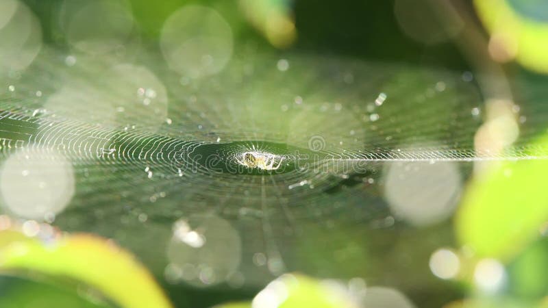 A Spider on a Web Swings in the Wind in the Backlight. Side View ...