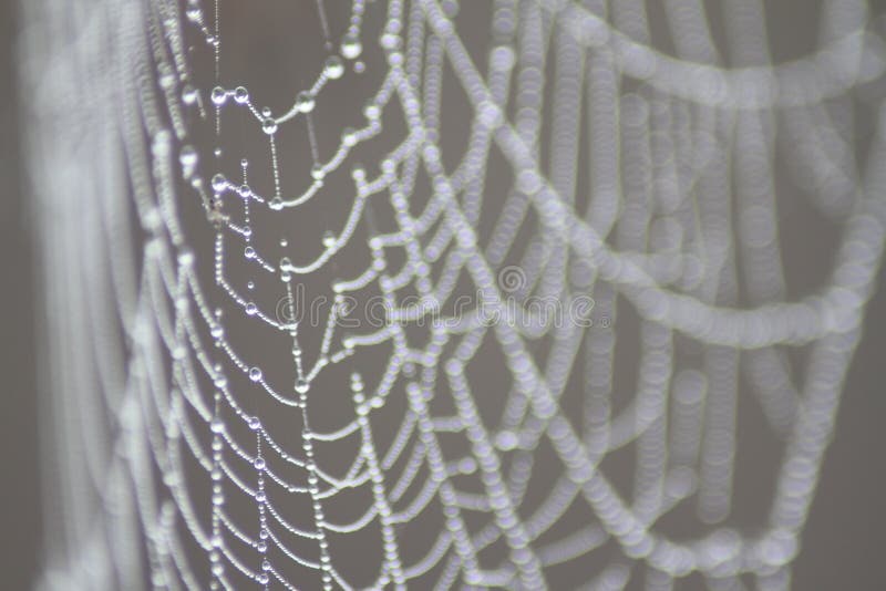 Spider Web, Textile, Lace, Pattern Stock Image - Image of pattern ...
