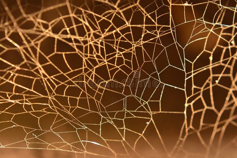 Spider Web Texture in Sunlight Stock Image - Image of halloween, danger ...