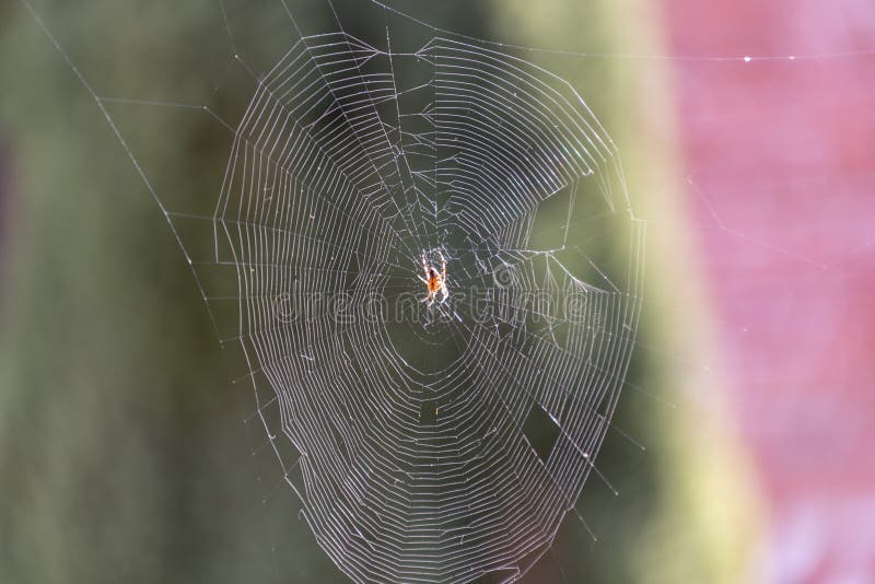 Spider Web or Thin Web Made Up of Microscopic Threads that Spiders ...