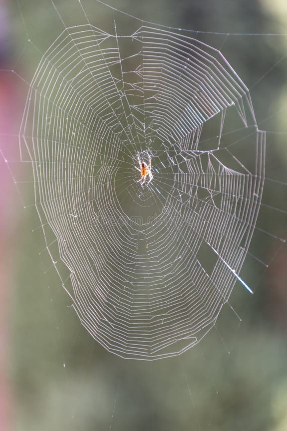 Spider Web or Thin Web Made Up of Microscopic Threads that Spiders ...