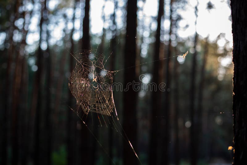 Spider S Web in the Forest Highlighted with the Sun Rays Stock Image ...