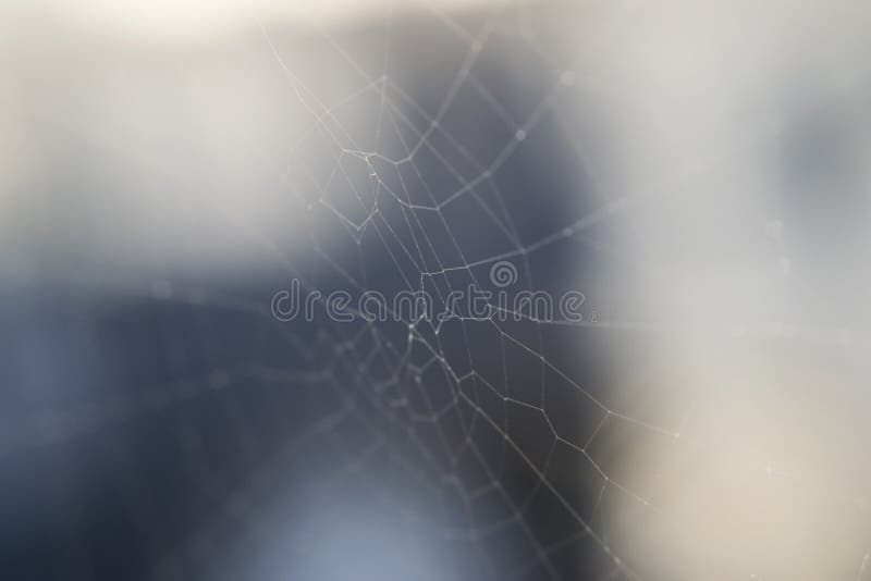 Spider Web Threads on Blurred Background on Sunny Day Stock Image ...