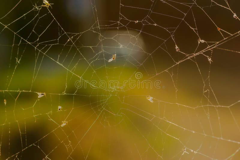 Spring Spider Web with Caught Insects and a Small Spider . Stock Photo ...