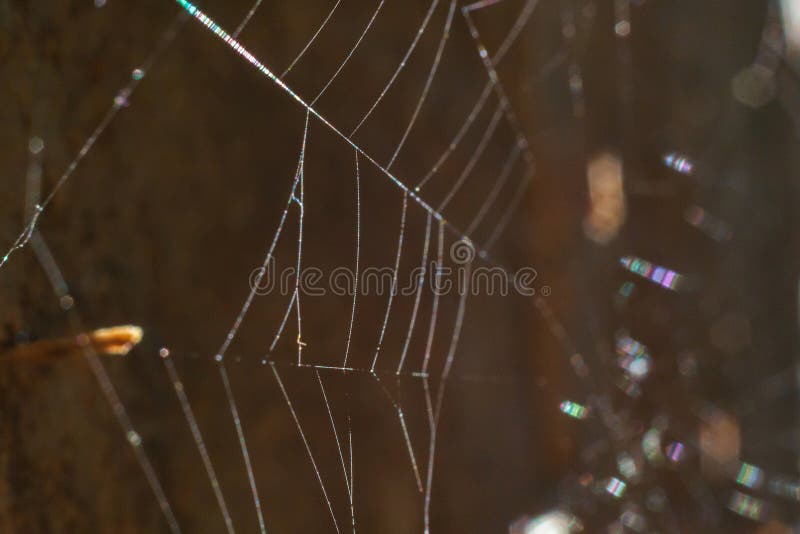 Spider Web Threads Insect Predator Weave Pattern Hanging on Tree Stock ...