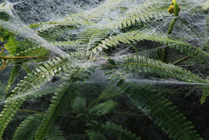Spider Web Threads On Blurred Background On Sunny Day Stock Image ...