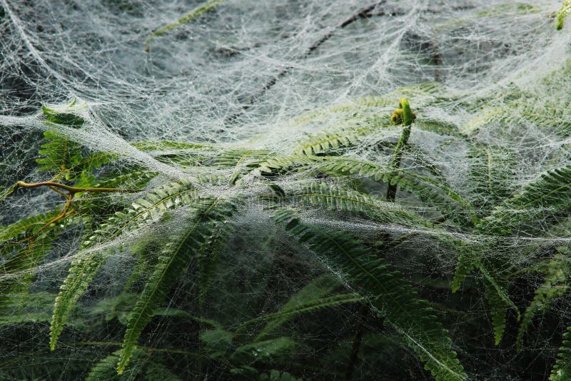 Spider Web with 6 Threads Leading To the Middle Point Connecting ...