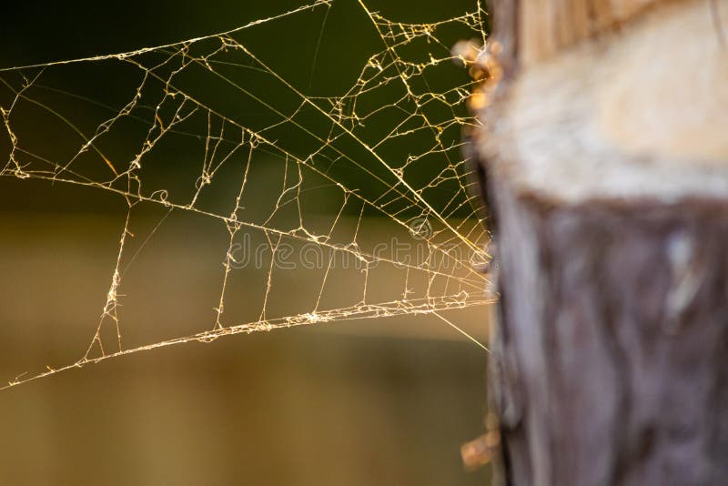 Spider Web by the Three in Golden Hour Sunsine, Setting Sun Time ...