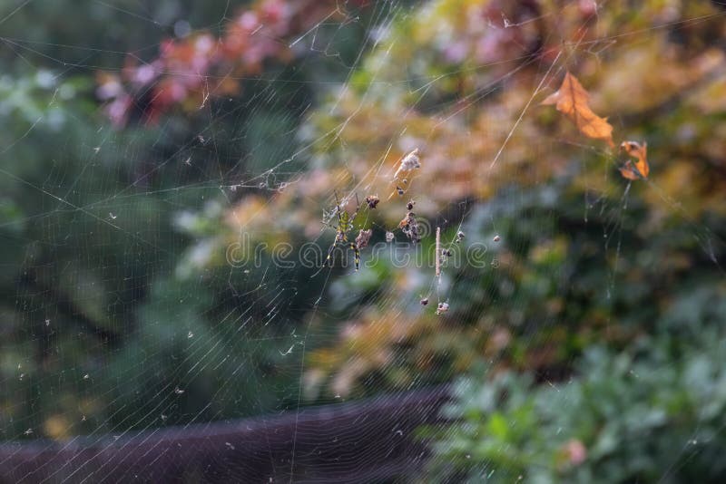 Spider Web with Trapped Insects Stock Image - Image of sticky, cobweb ...