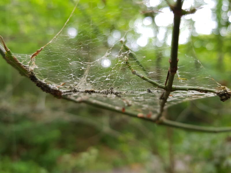 Spider web in tree stock image. Image of water, green - 193282287