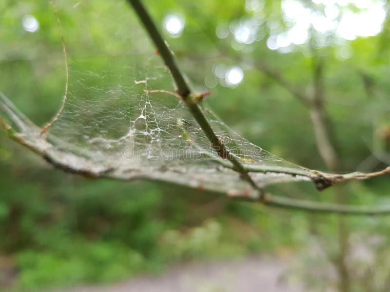 Spider web in tree stock photo. Image of insect, sunlight - 193282306