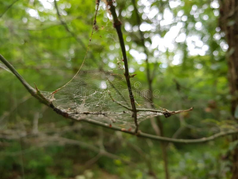 Spider web in tree stock image. Image of green, animal - 193282315