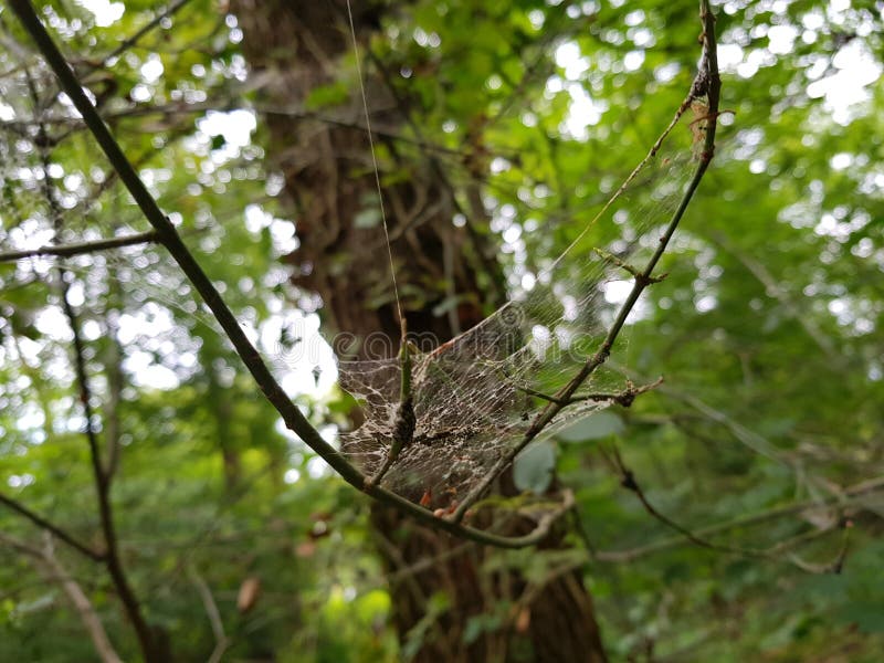 Spider web in tree stock image. Image of invertebrate - 193282331