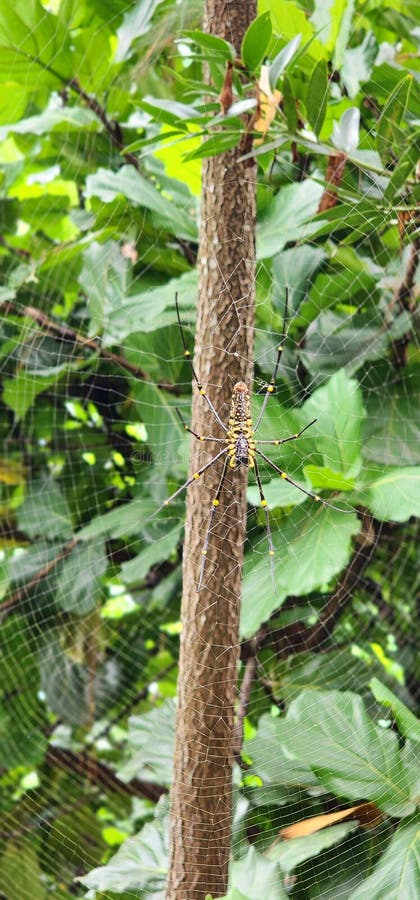 Spider web at tree stock image. Image of branch, leaf - 263639149