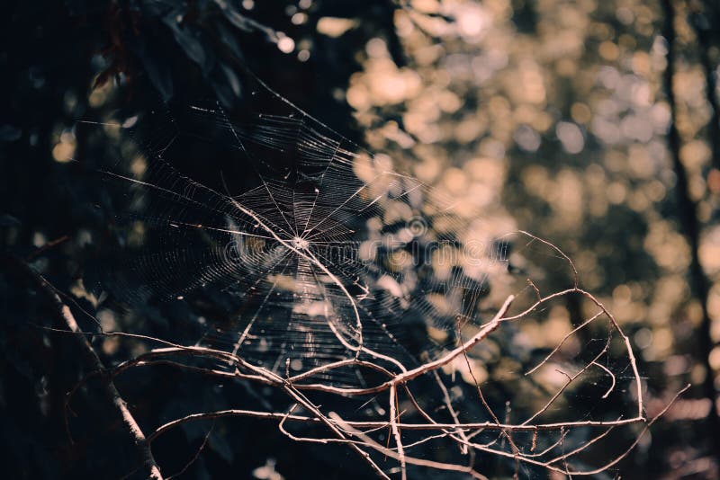 Spider Web on Tree Branches Stock Image - Image of motion, animal ...