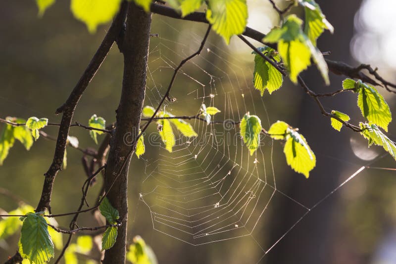 Spider Web between Tree Branches. in the Background is a River Stock ...